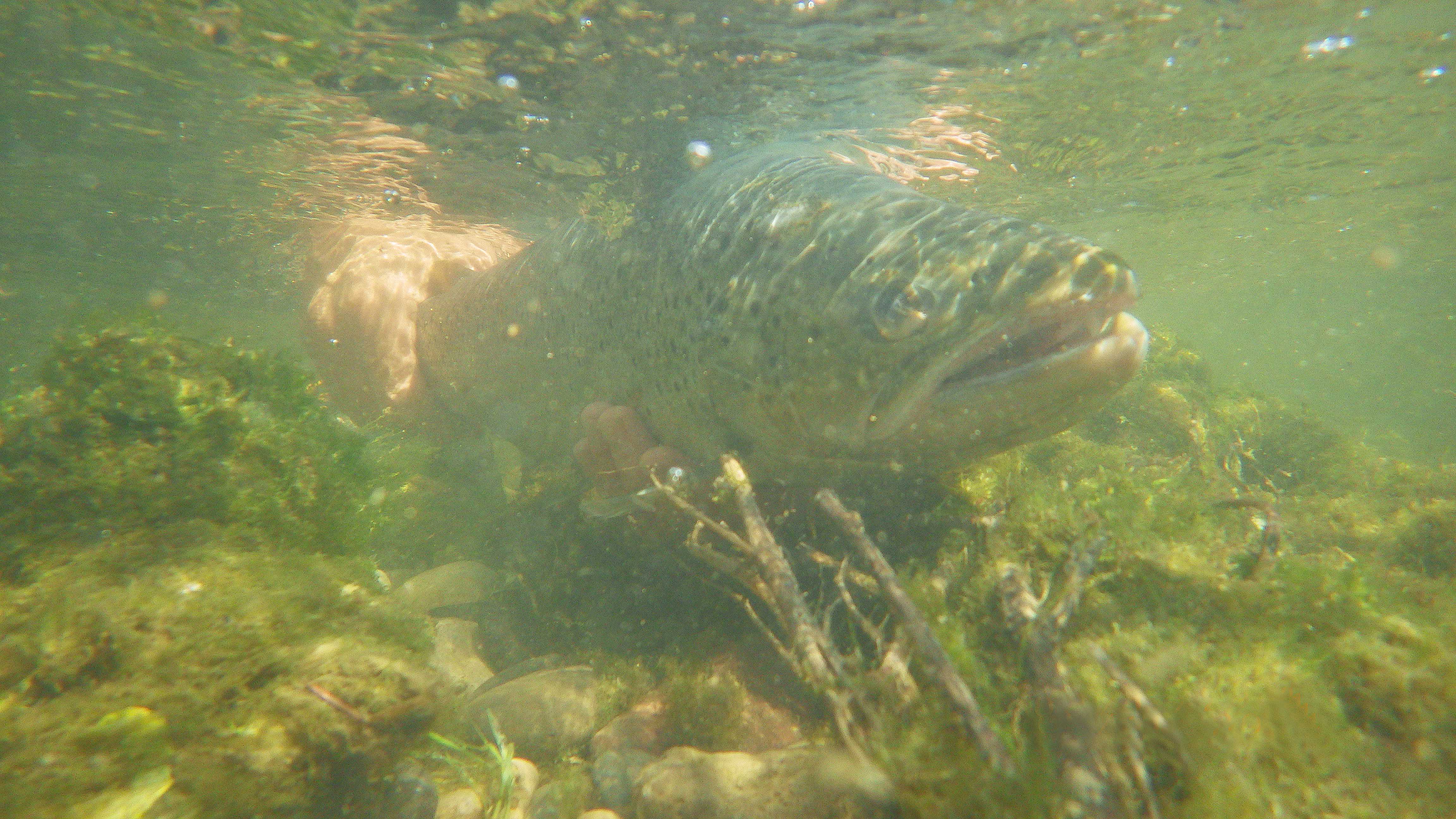 Late Fall - Bighorn Trout Shop
