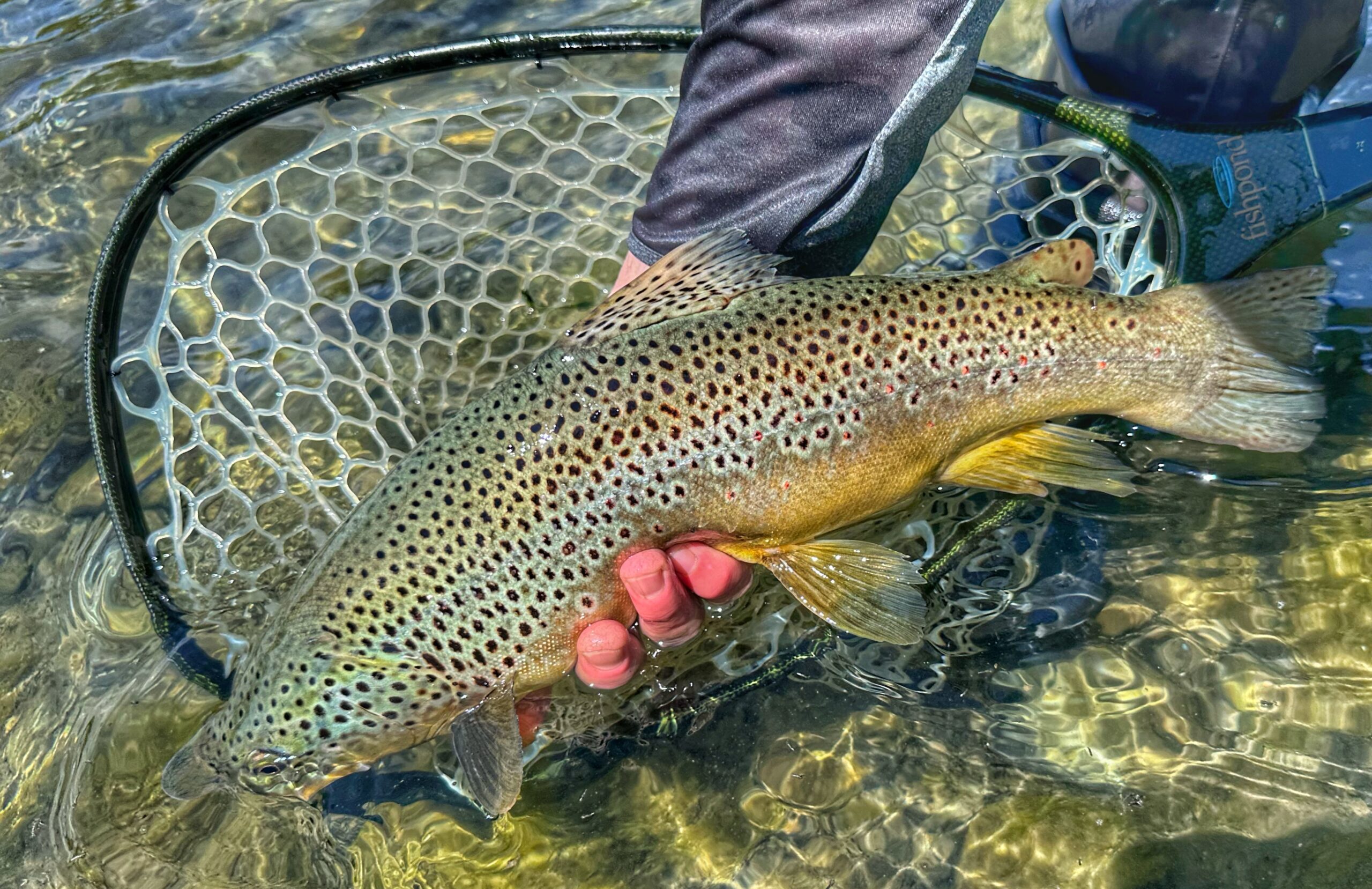 Bighorn River Spring Fishing Report - Bighorn Trout Shop