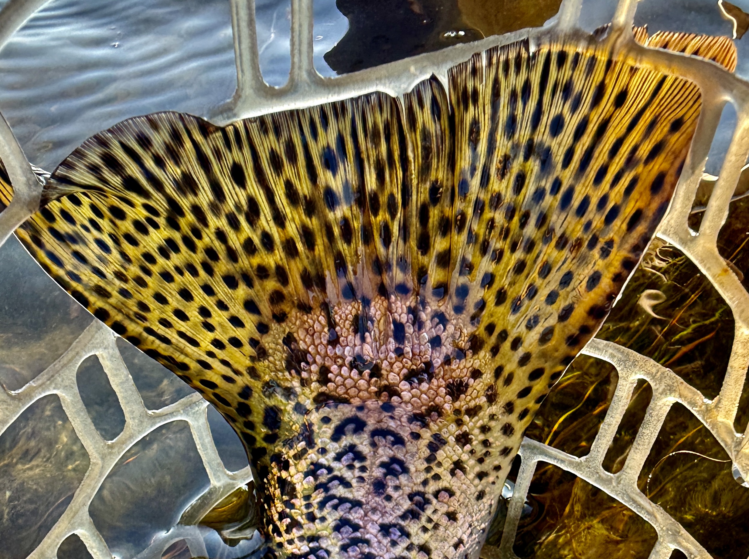 Bighorn River Early September Fishing Report - Bighorn Trout Shop
